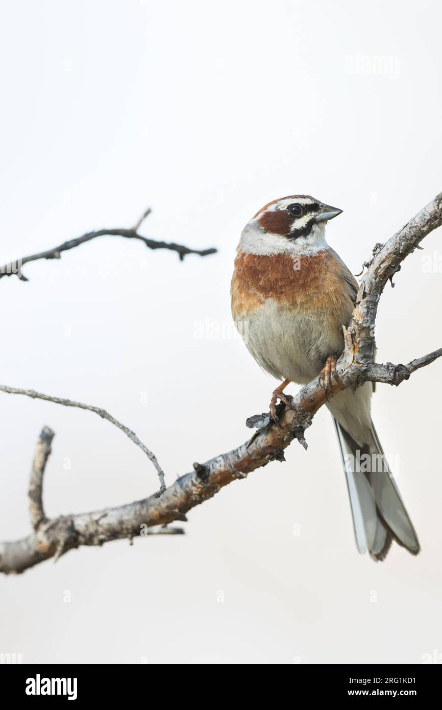 Meadow Bunting - Wiesenammer - Emberiza cioides ssp. cioides, Russia ...