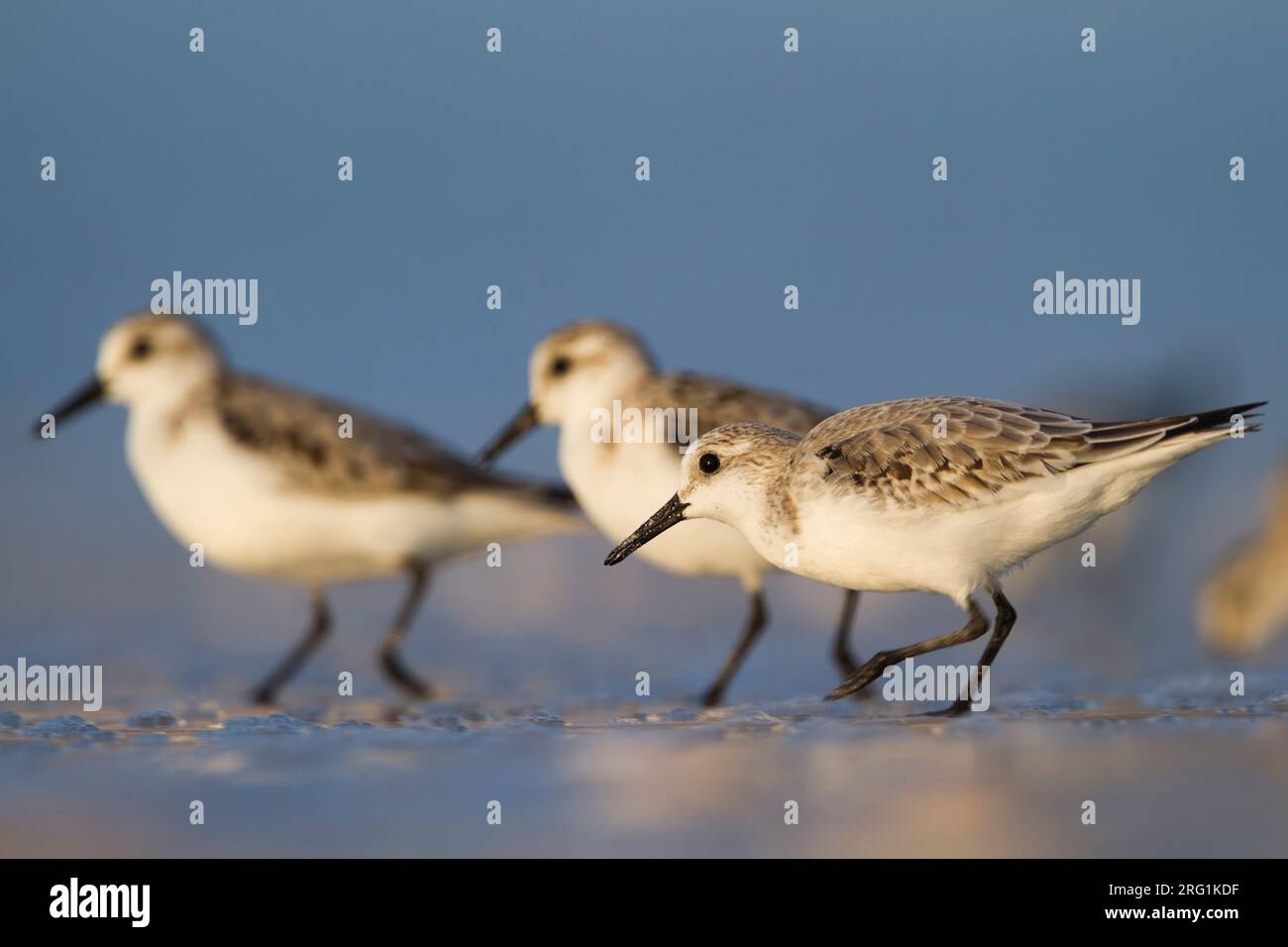 Sanderling - Sanderling - Calidris alba, Germany, adult, nonbreeding ...