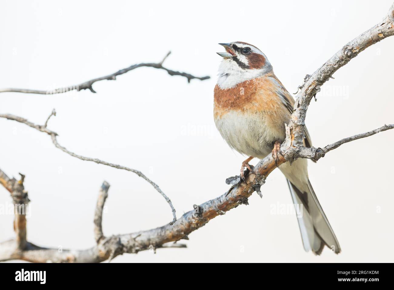 Meadow Bunting - Wiesenammer - Emberiza cioides ssp. cioides, Russia ...