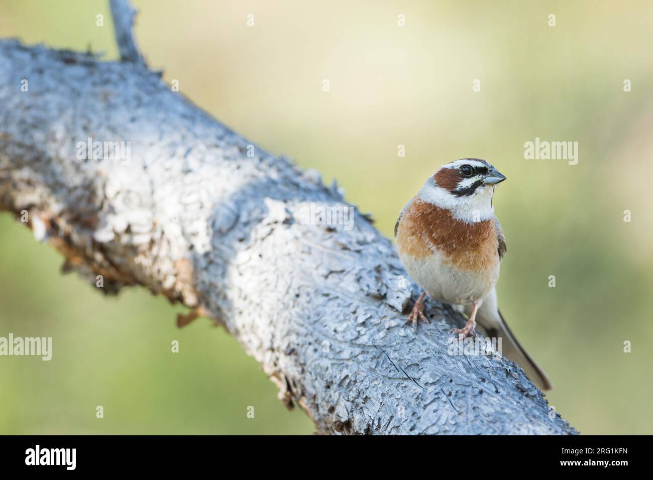 Meadow Bunting - Wiesenammer - Emberiza cioides ssp. cioides, Russia ...