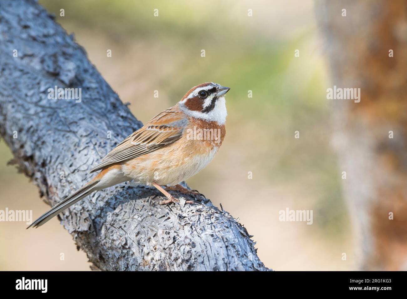 Meadow Bunting - Wiesenammer - Emberiza cioides ssp. cioides, Russia ...