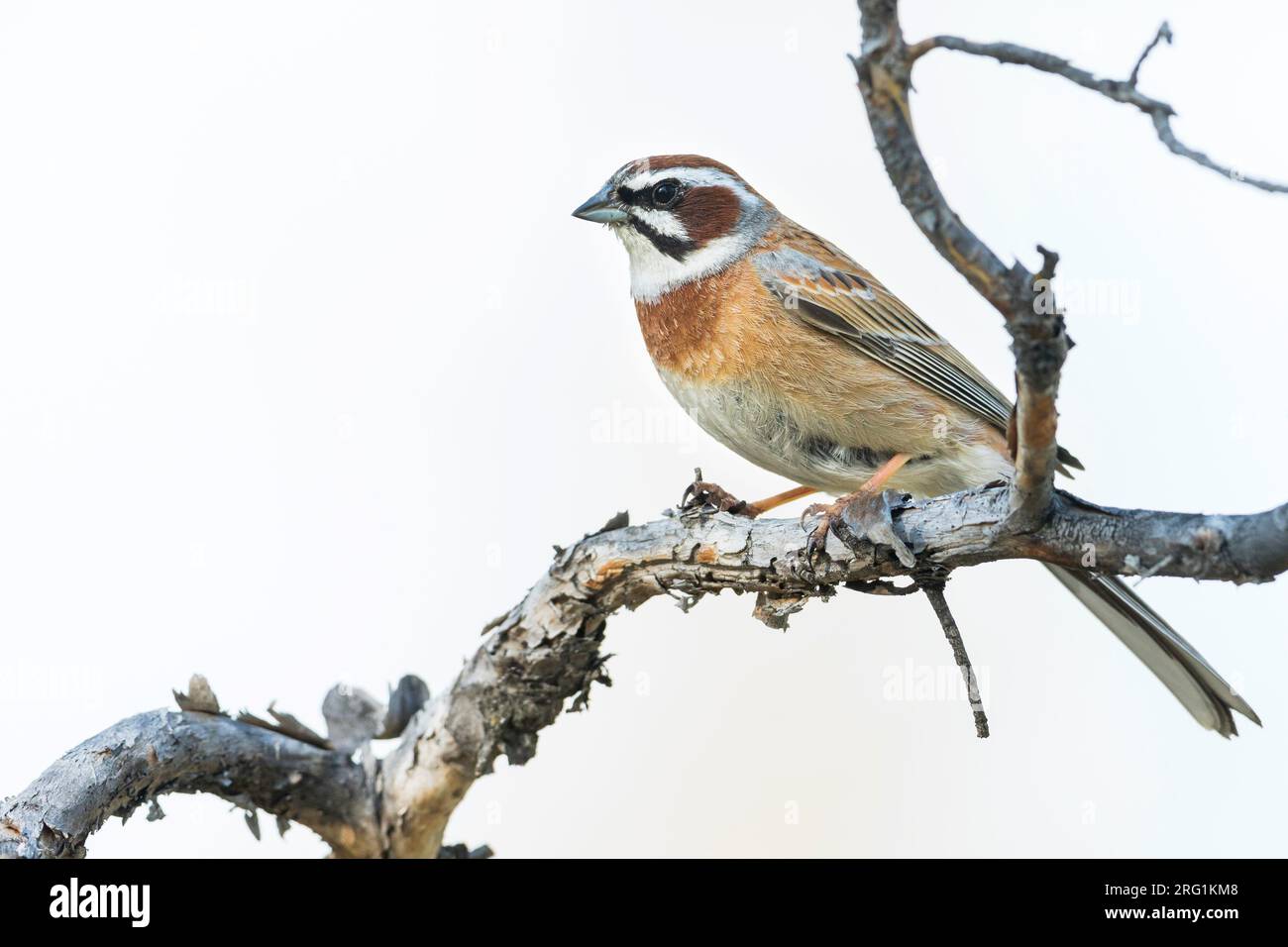 Meadow Bunting - Wiesenammer - Emberiza cioides ssp. cioides, Russia ...