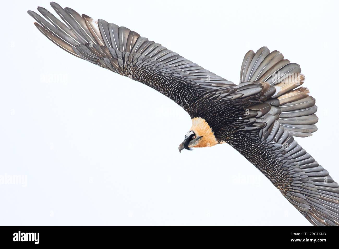 Bearded Vulture (Gypaetus barbatus ssp. barbatus), in flight over snow ...