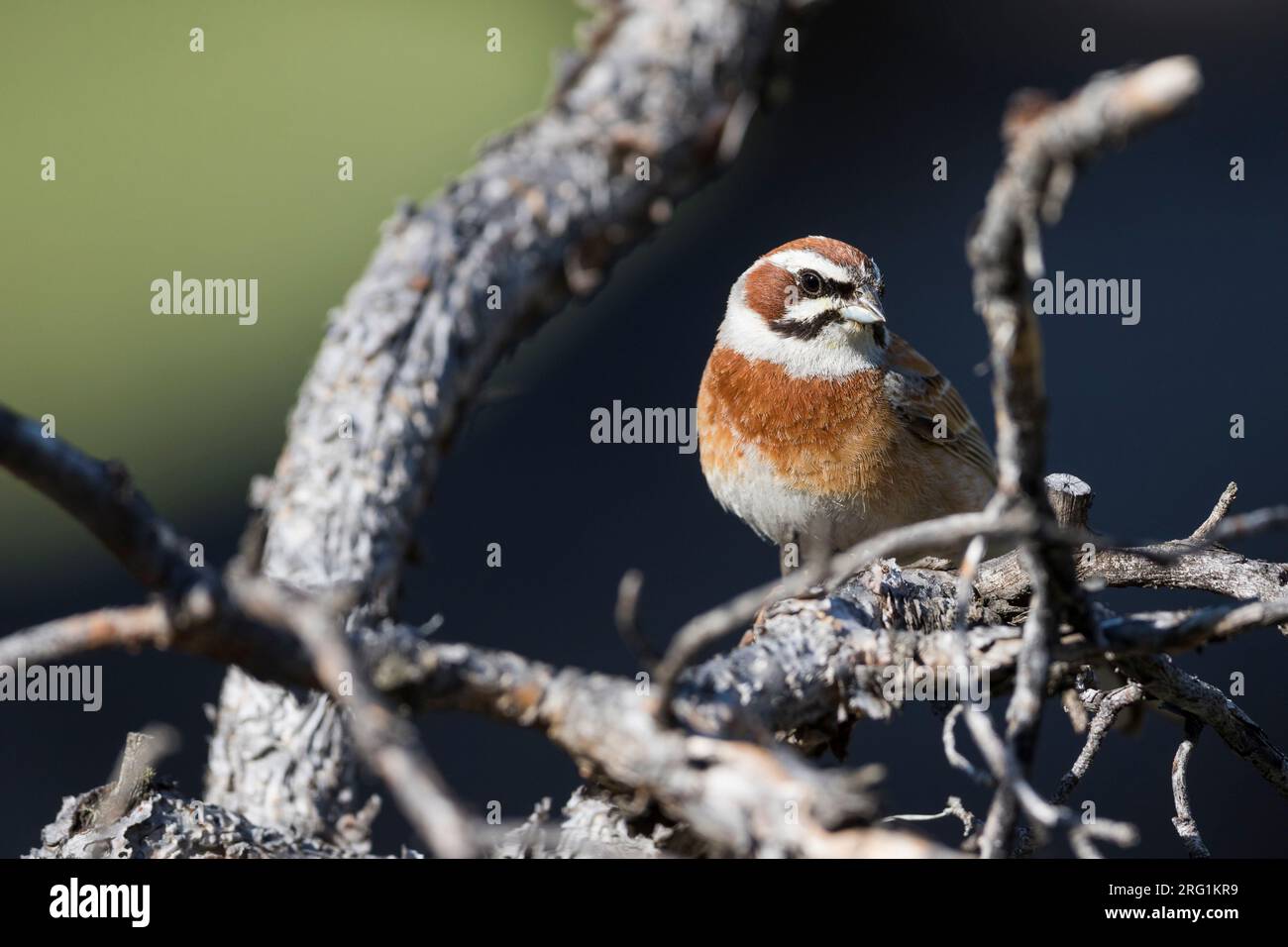 Meadow Bunting - Wiesenammer - Emberiza cioides ssp. cioides, Russia ...