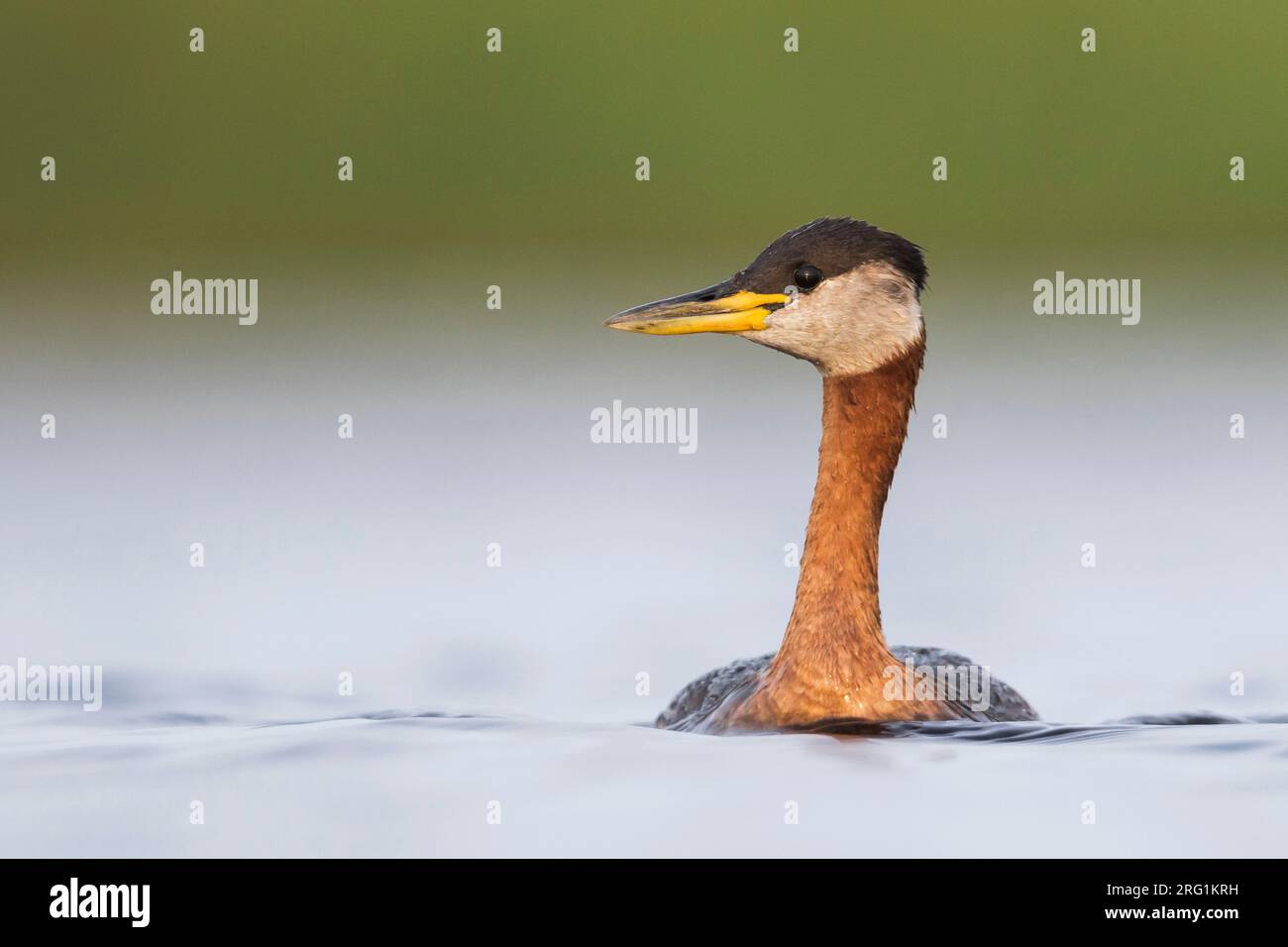 Red-necked Grebe - Rothalstaucher - Podiceps grisegena ssp. grisegena ...