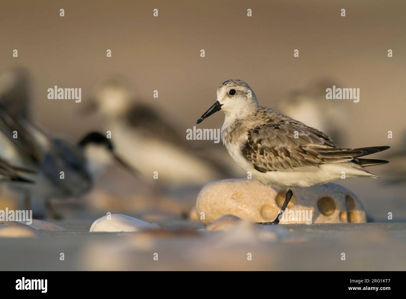 Sanderling - Sanderling - Calidris alba, Germany, adult, nonbreeding ...