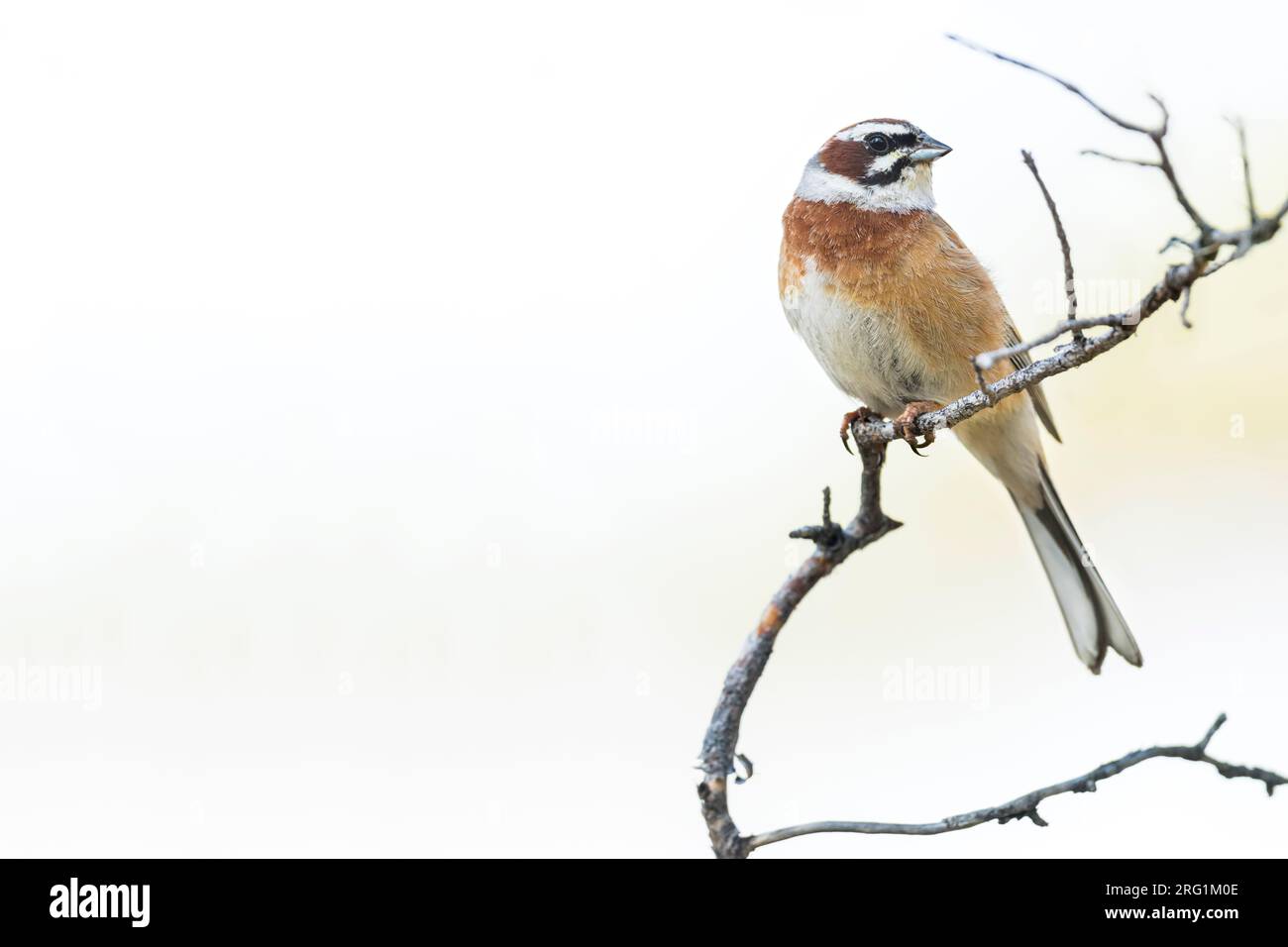 Meadow Bunting - Wiesenammer - Emberiza cioides ssp. cioides, Russia ...