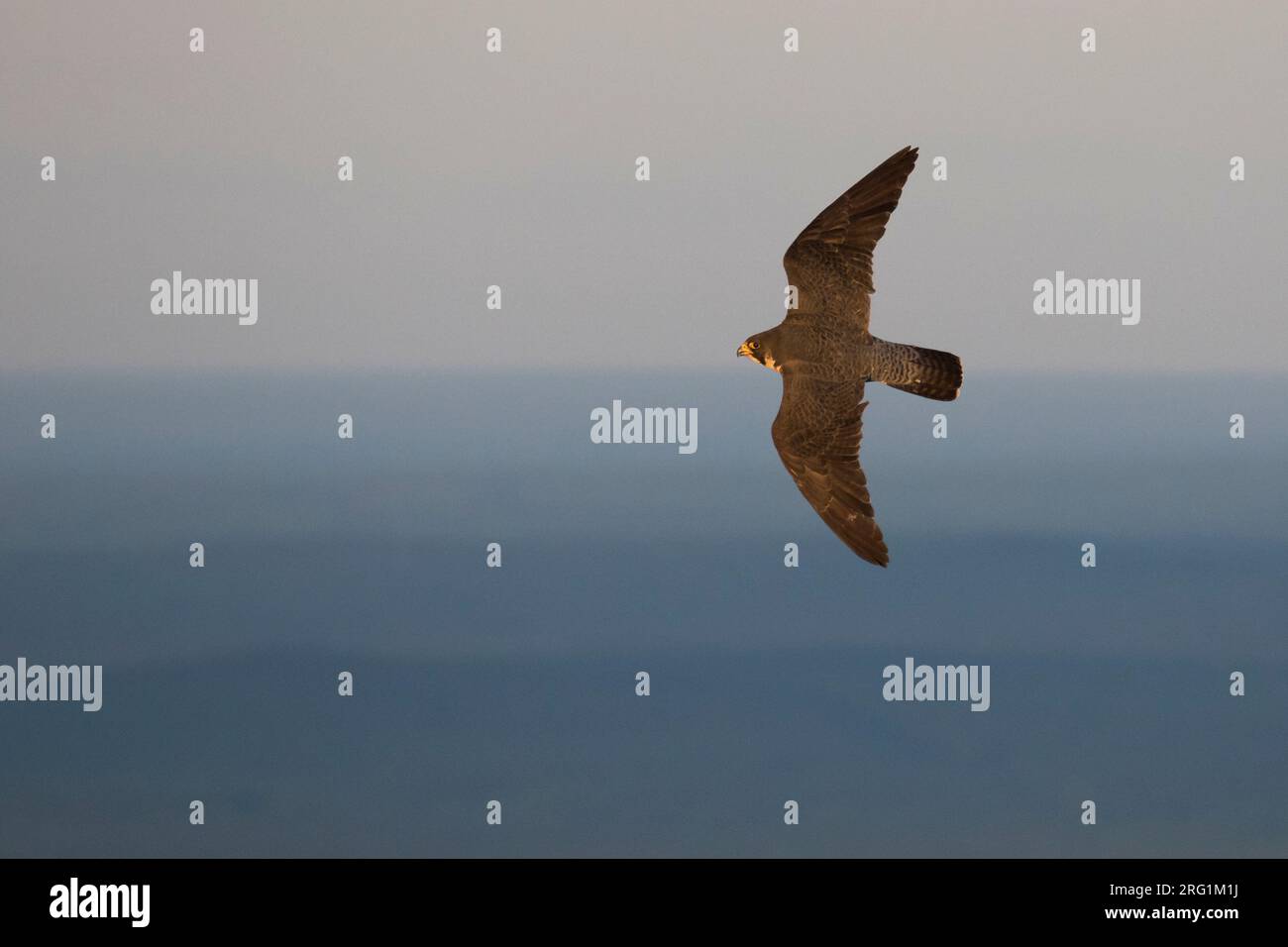 Peregrine Falcon - Wanderfalke - Falco peregrinus ssp. peregrinus ...