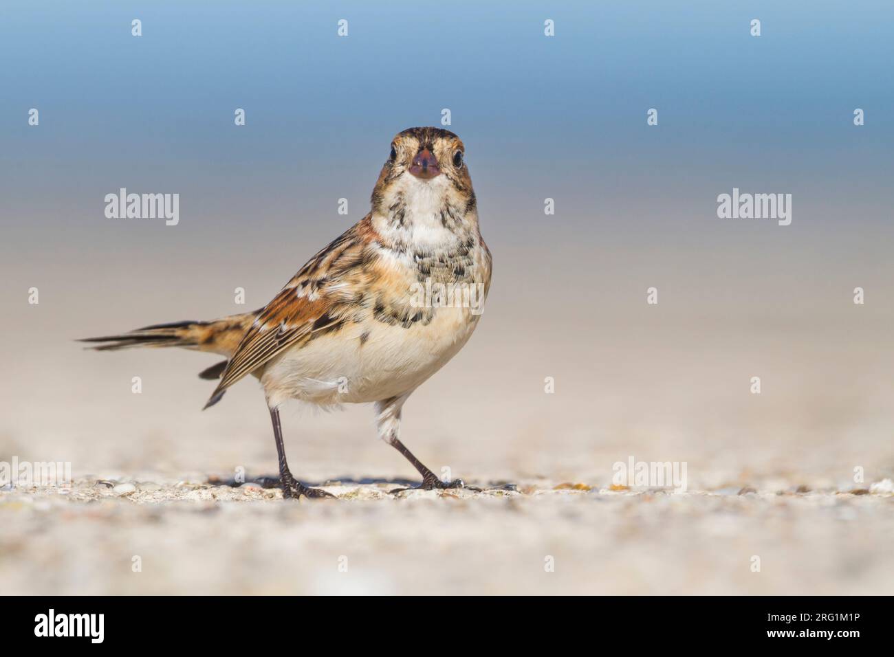 Lapland Longspur - Spornammer - Calcarius lapponicus ssp. lapponicus ...
