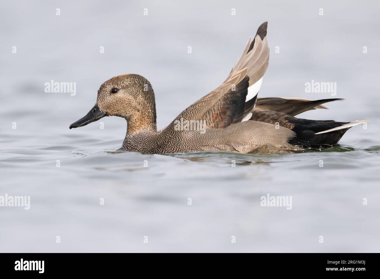 Eclipse male gadwall hi-res stock photography and images - Alamy