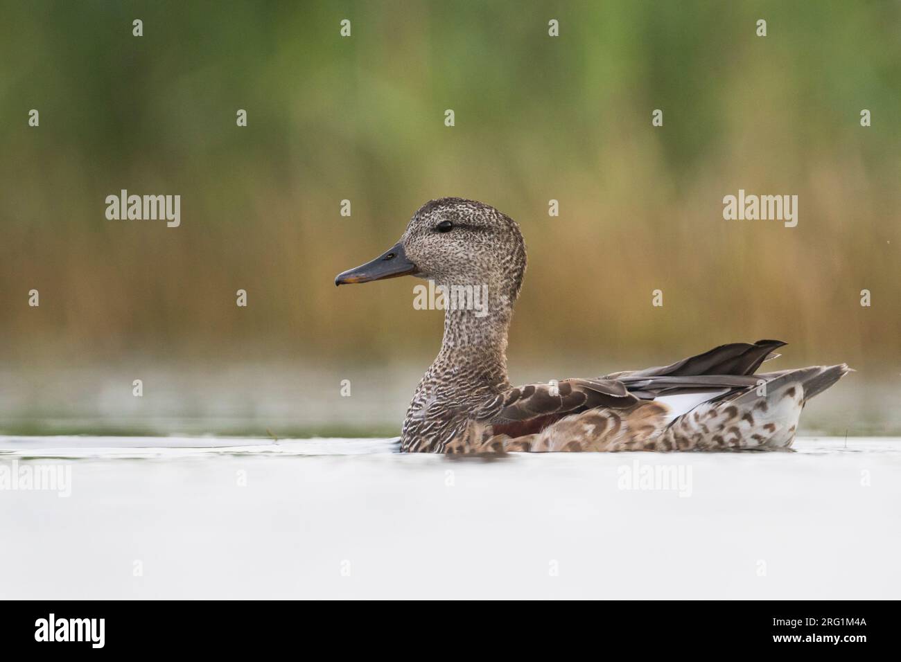 Eclipse male gadwall hi-res stock photography and images - Alamy