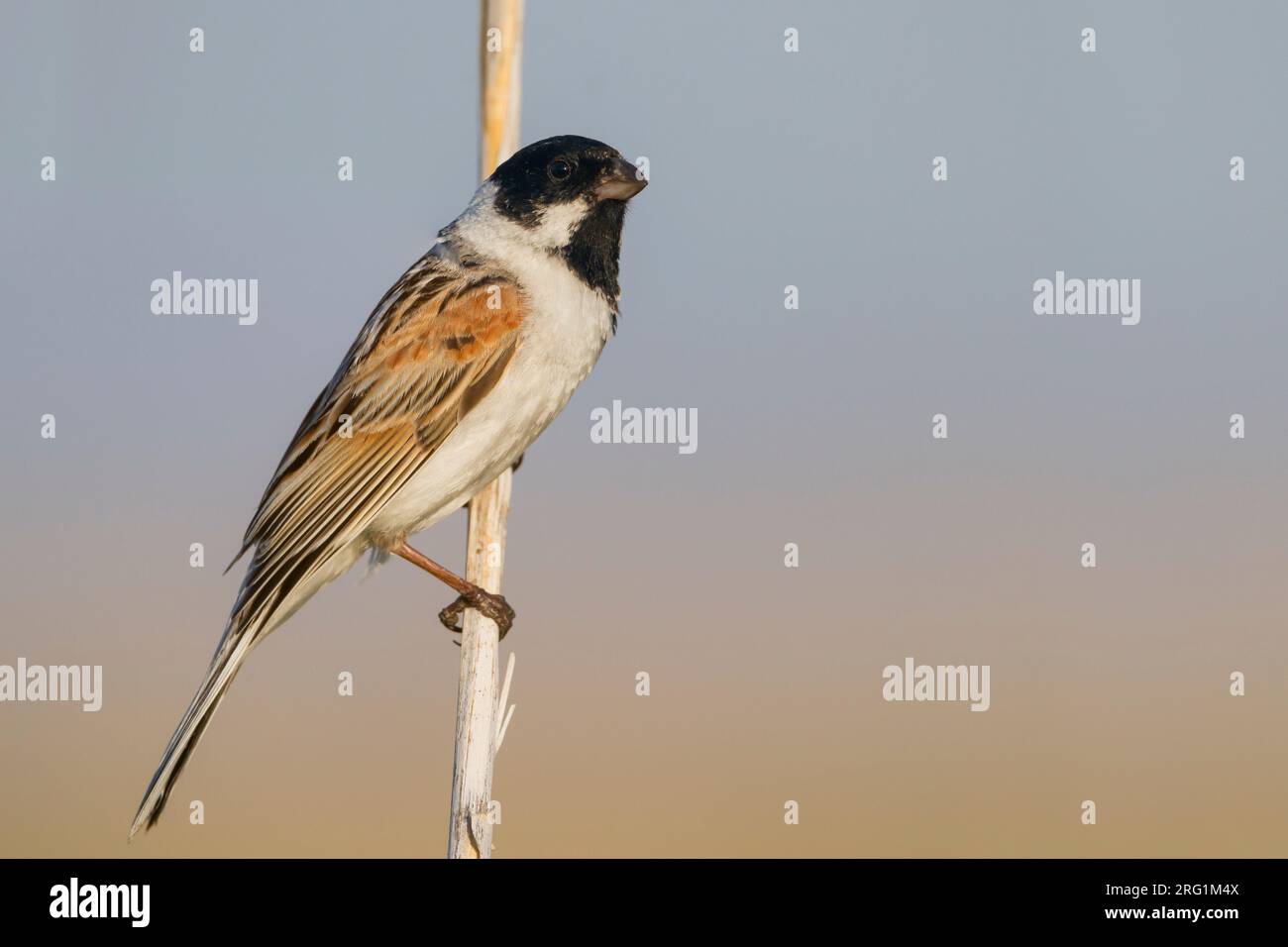 Subspecies pyrrhuloides hi-res stock photography and images - Alamy