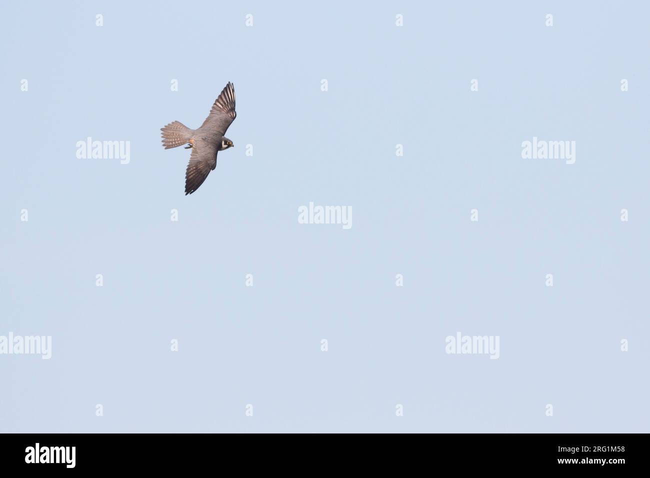 Eurasian Hobby - Baumfalke - Falco subbuteo ssp. subbuteo, Russia ...