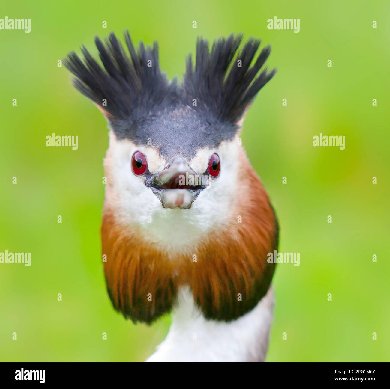 Great Crested Grebe, Podiceps cristatus ssp. cristatus, Germany ...