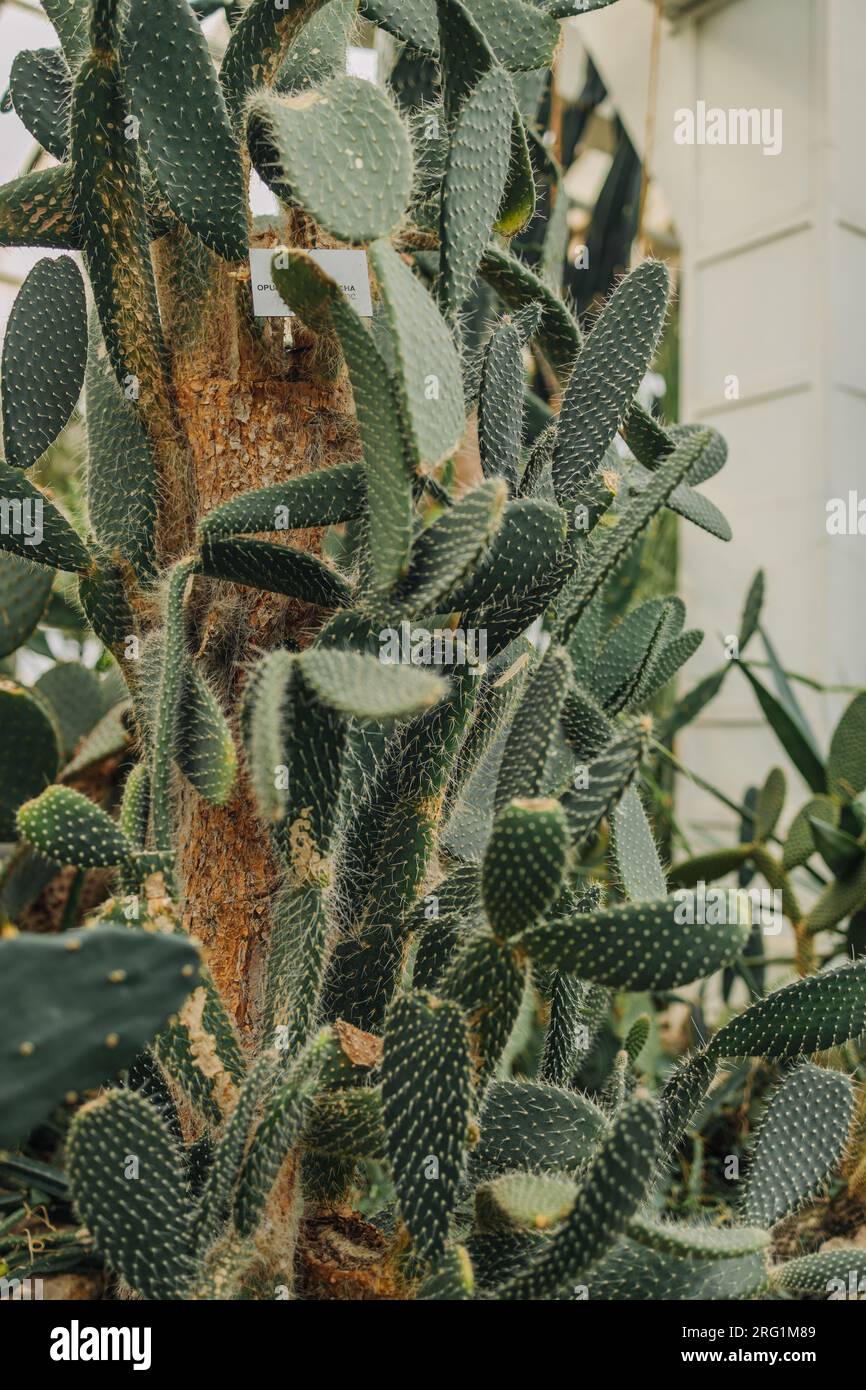 banner, A variety of cactus plants on display at a cactus farm. Eco ...