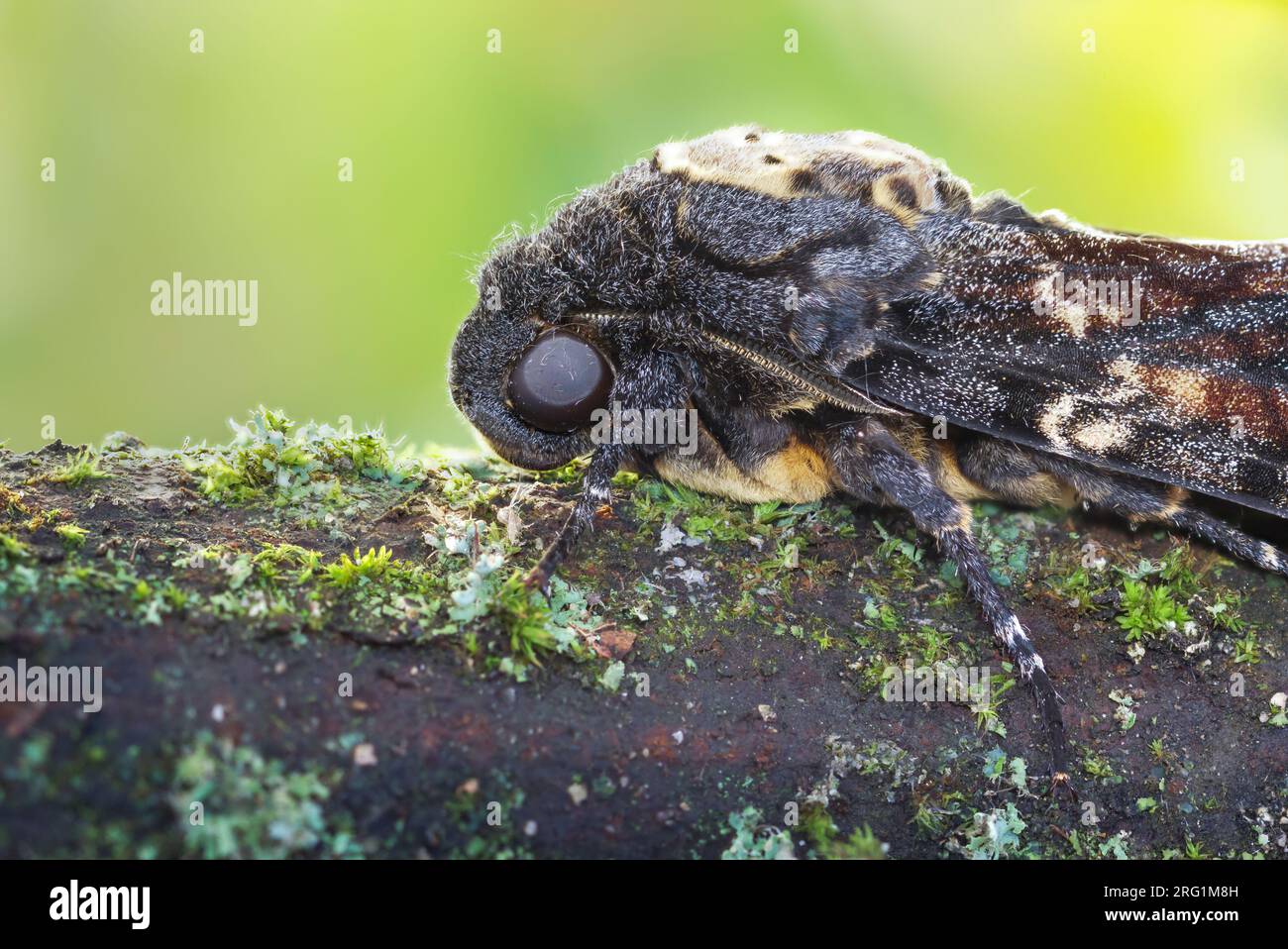Sphinx tête de mort hi-res stock photography and images - Alamy