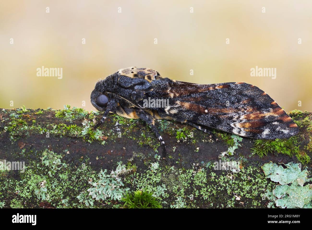 Deaths-head Hawk Moth - Totenkopfschwärmer - Acherontia atropos ...