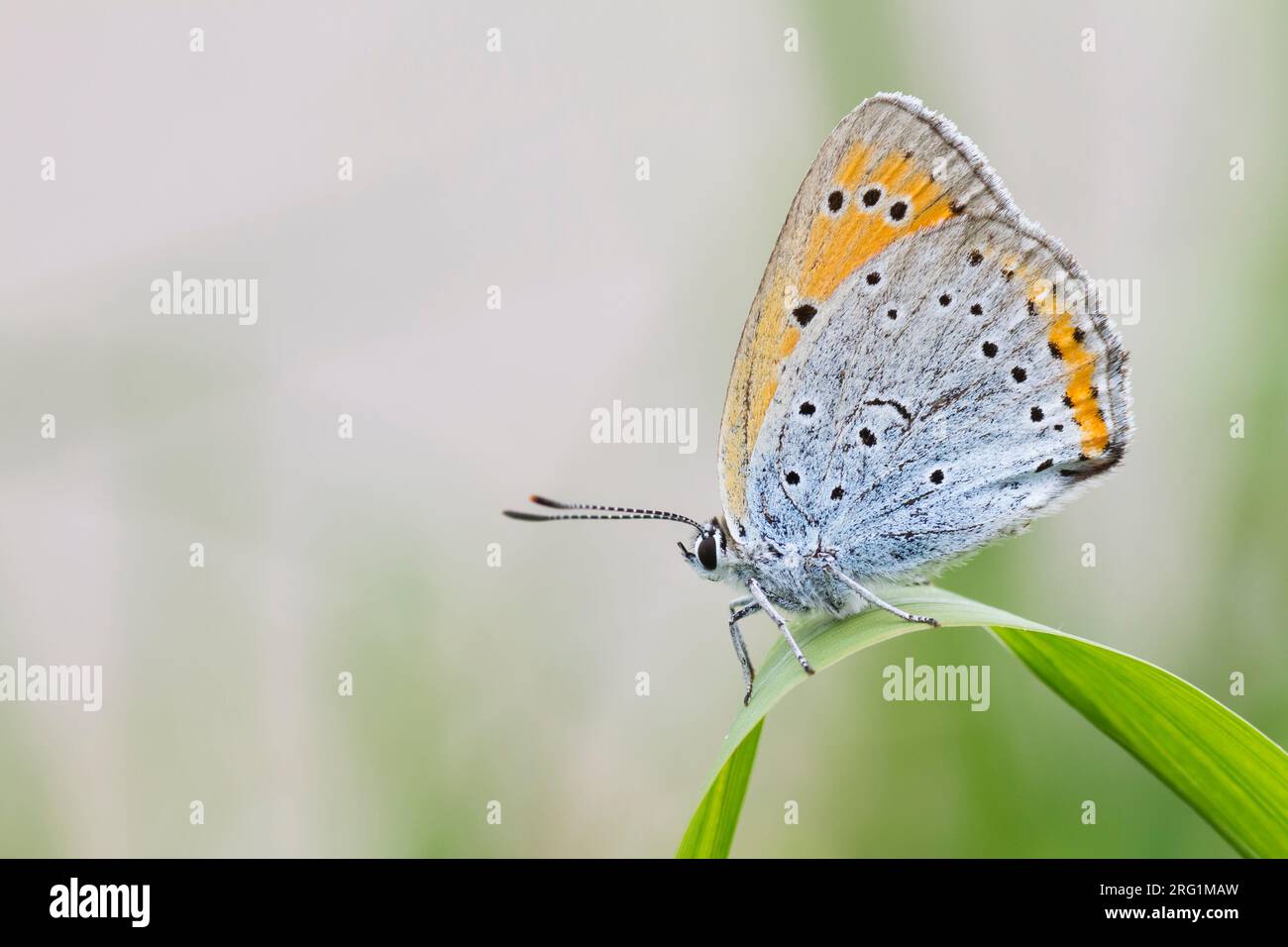 Large Copper, Lycaena dispar, Großer Feuerfalter, Germany (Rheinland ...