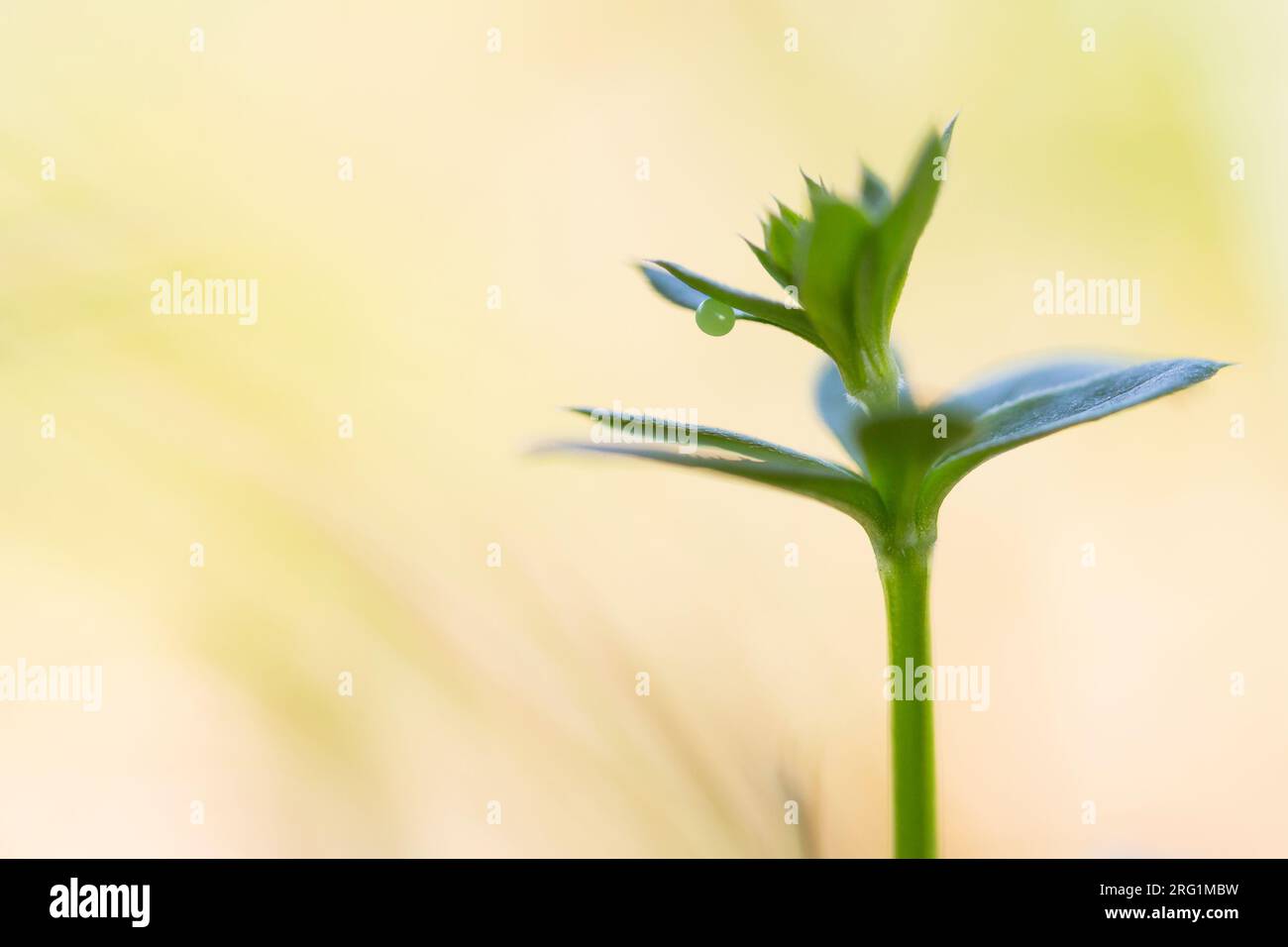 Hummingbird Hawk-Moth, Macroglossum stellatarum, Taubenschwänzchen ...
