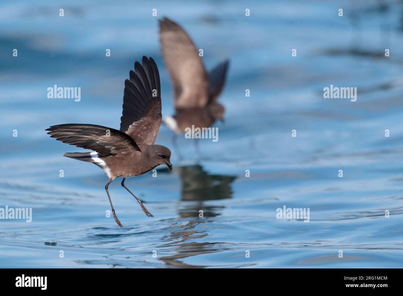 Elliot's Storm-Petrel (Oceanites gracilis) East Pacific Ocean near ...