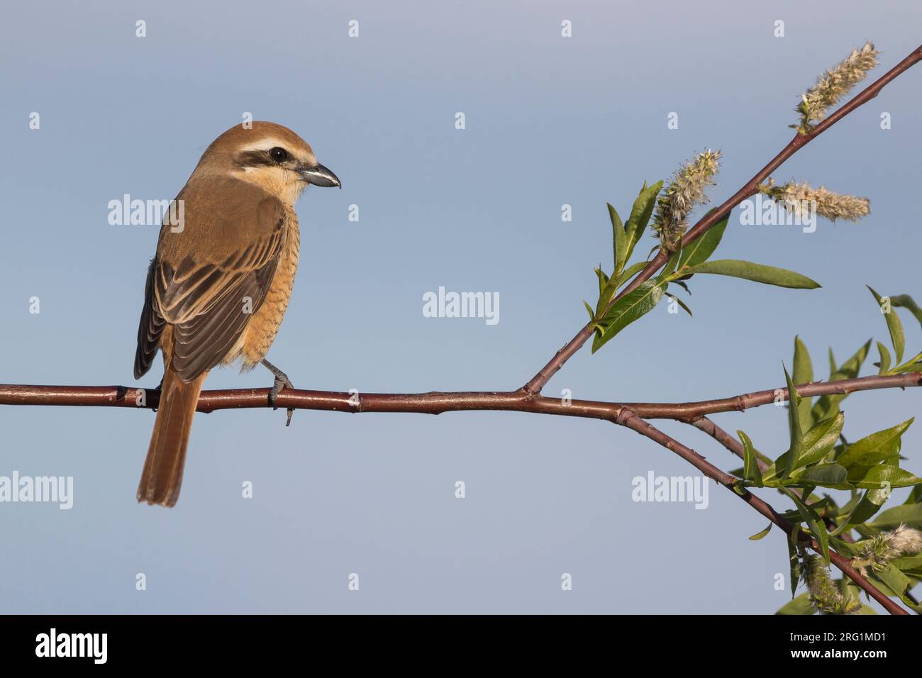 Brown Shrike, Lanius cristatus ssp. cristatus, Russia, adult female Stock Photo - Alamy