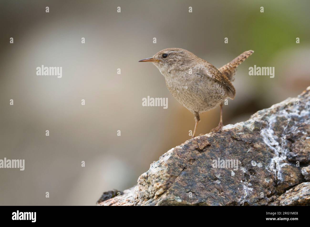 Icelandic Winter Wren, Troglodytes troglodytes islandicus, Iceland ...
