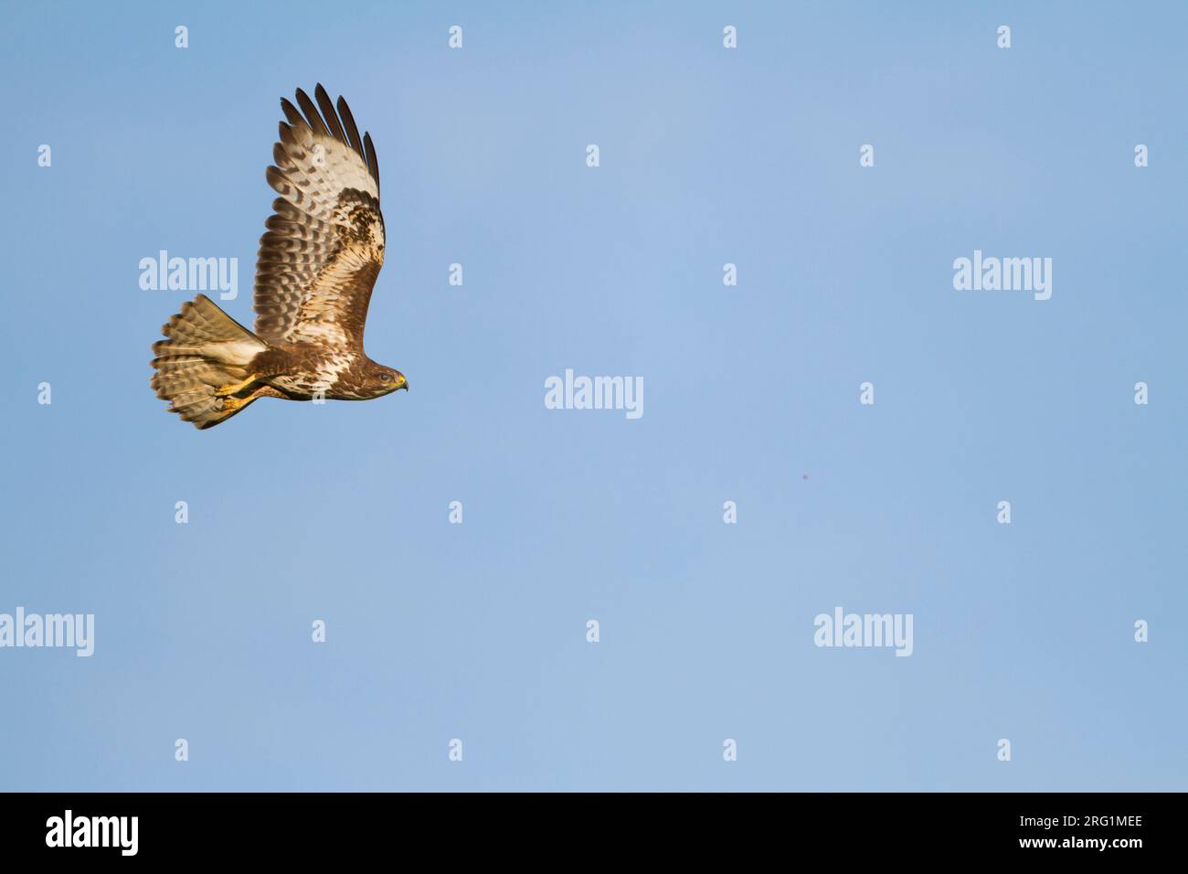 Common Buzzard (Buteo buteo ssp. buteo) in flight against a blue sky ...