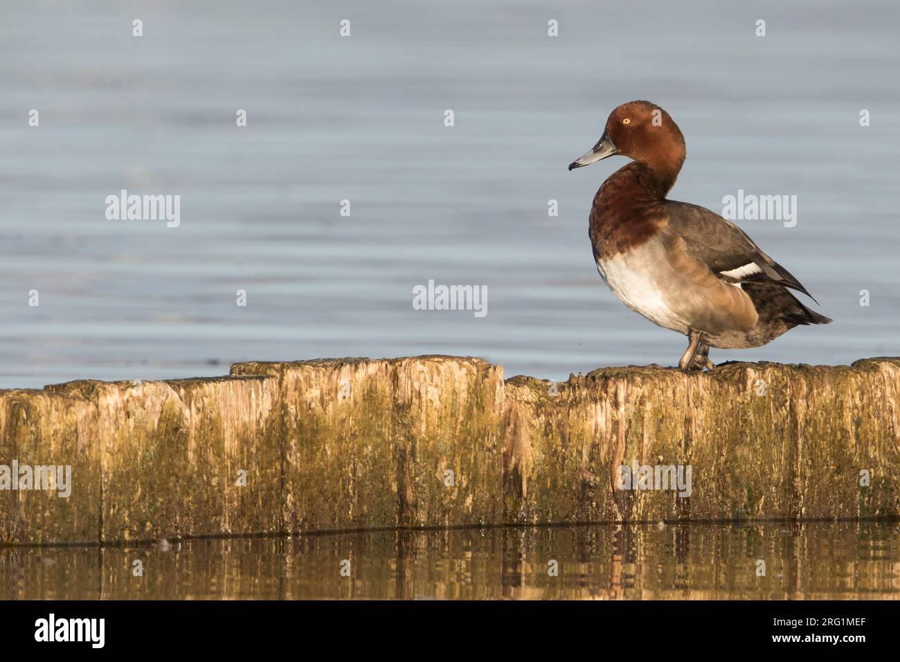 Hybrid Common Pochard x Ferruginous Duck (Aythya nyroca x A. ferina ...