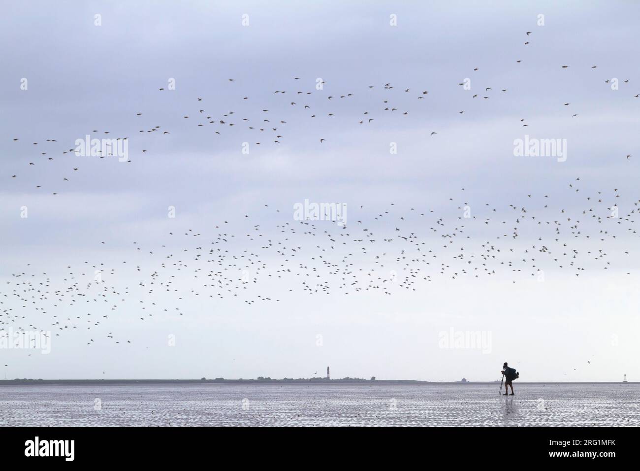 Birdwatcher counting birds in the Wadden Sea, Germany Stock Photo - Alamy
