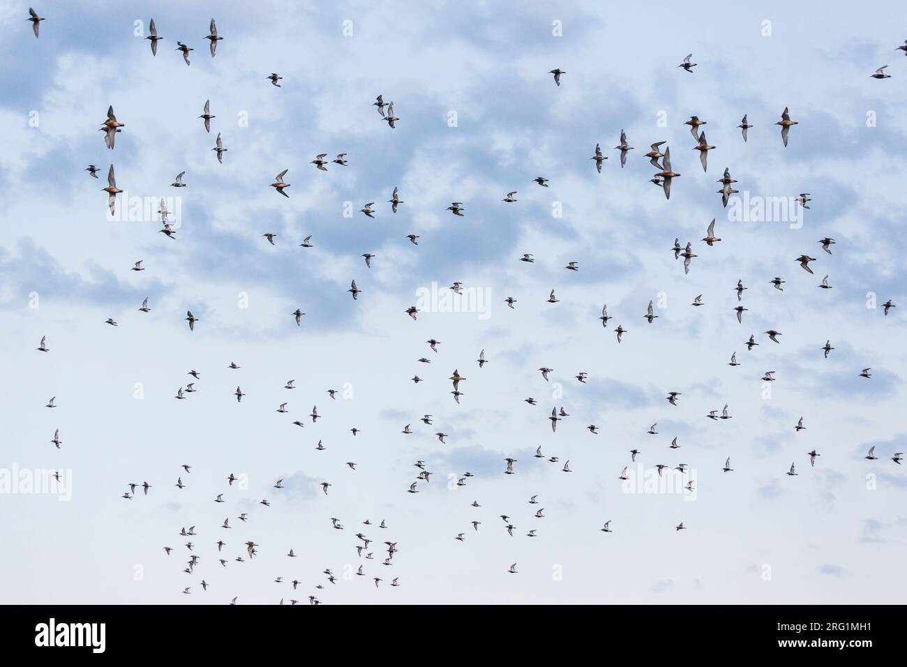 Flock of waders flying over the German Wadden Sea (Bar-tailed godwits ...