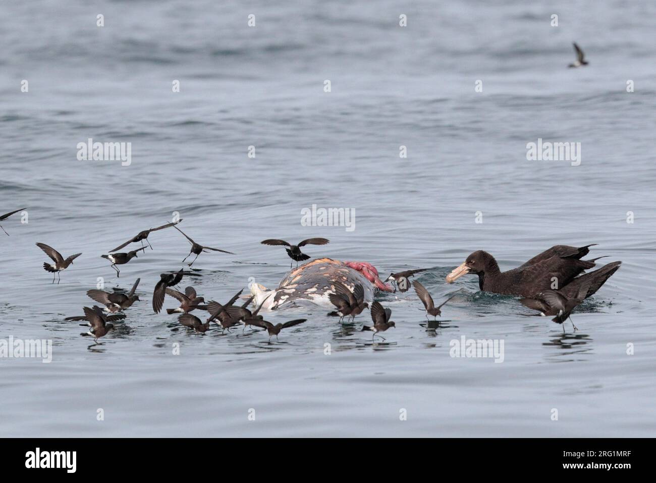 Fuegian Storm-Petrels (Oceanites gracilis) feeding near a decaying seal ...