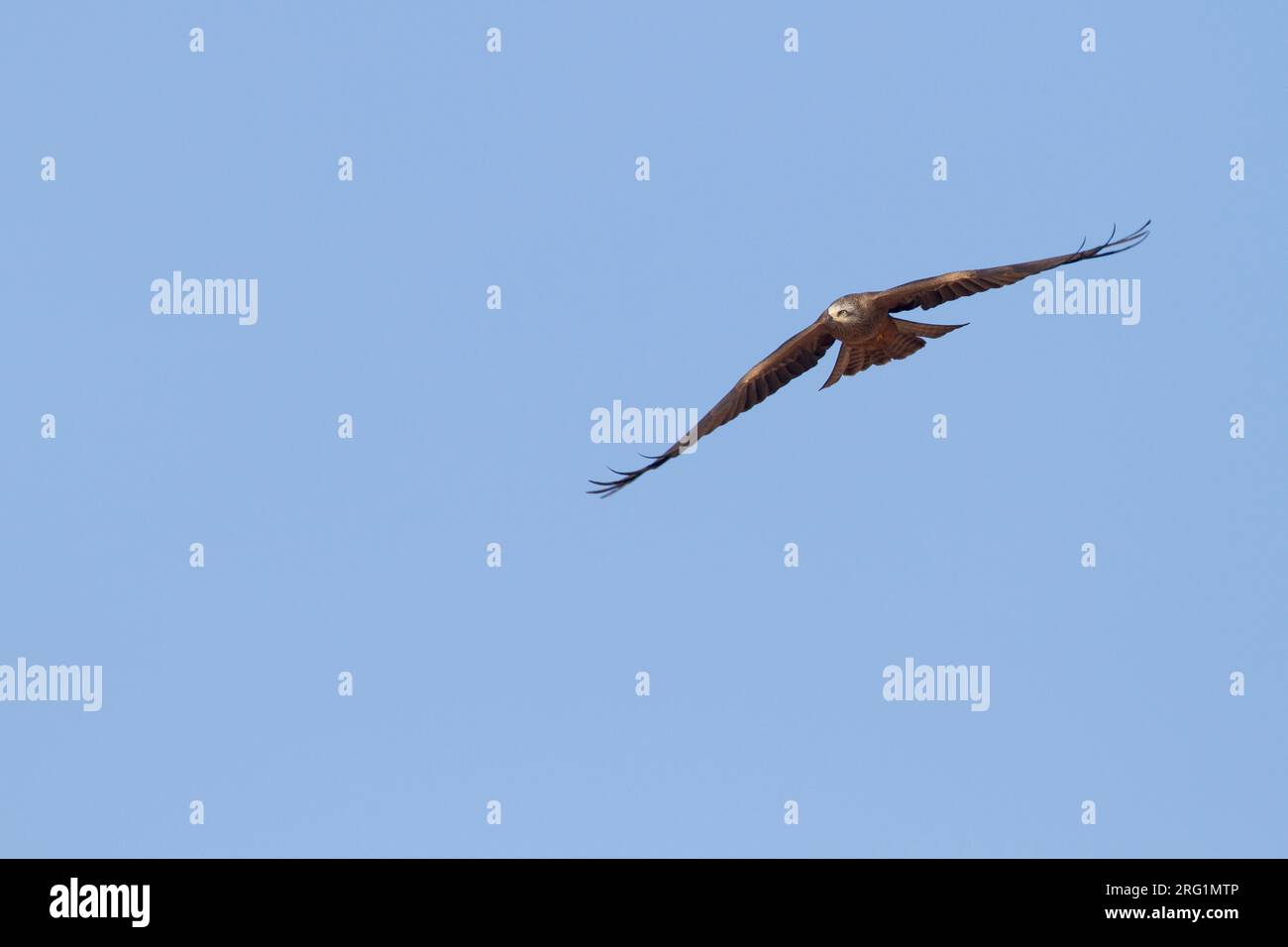Black Kite (Milvus migrans migrans) in flight against blue sky in ...