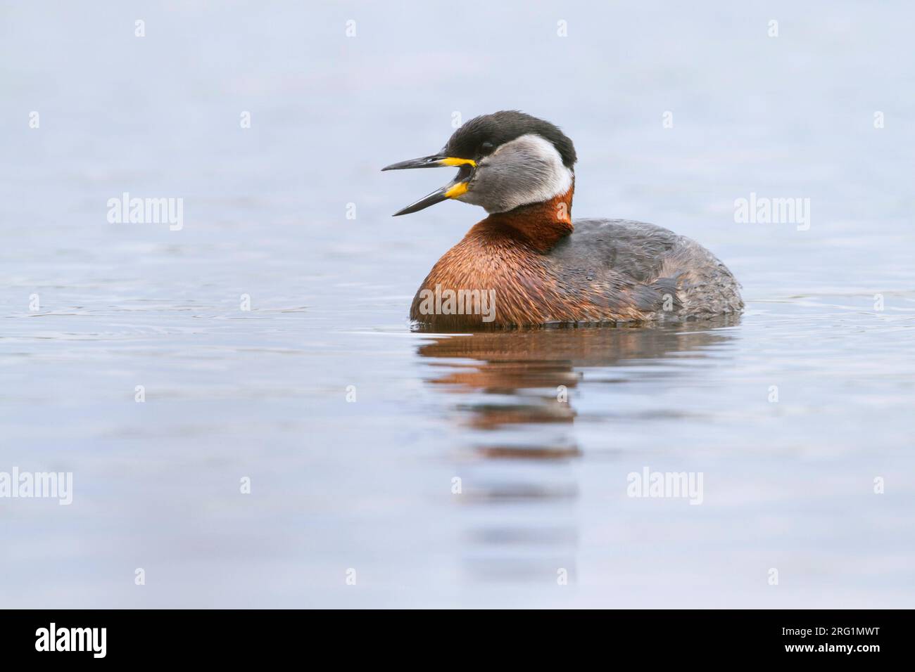 Adult Red-necked Grebe (Podiceps grisegena grisegena In breeding ...