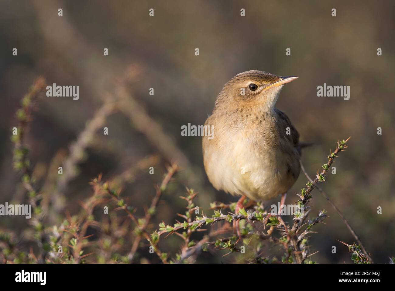 Common Grasshopper Warbler, Locustella naevia straminea, Kyrgyzstan ...