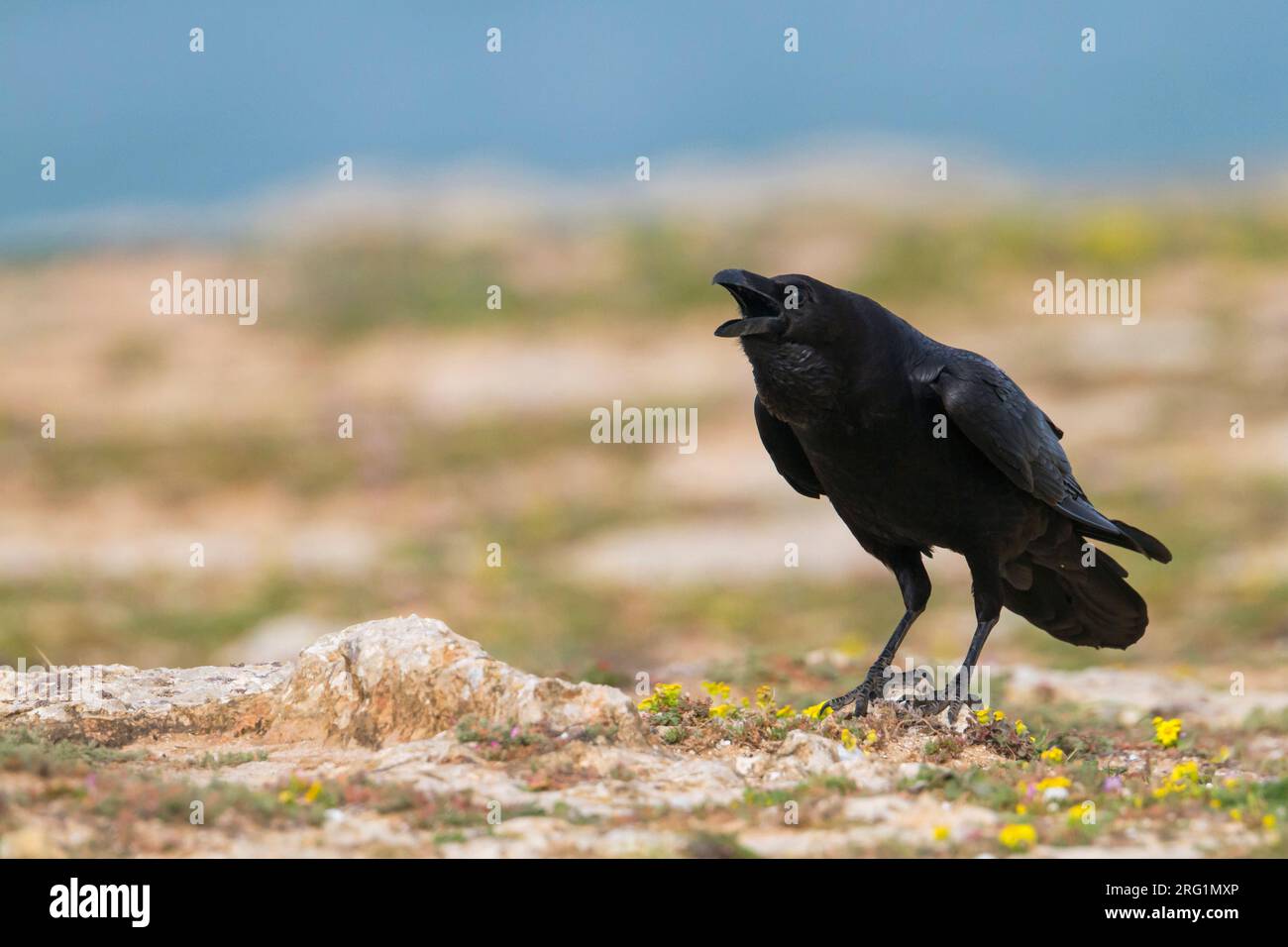 Adult Common Raven (Corvus corax tingitanus) standing on the ground in ...