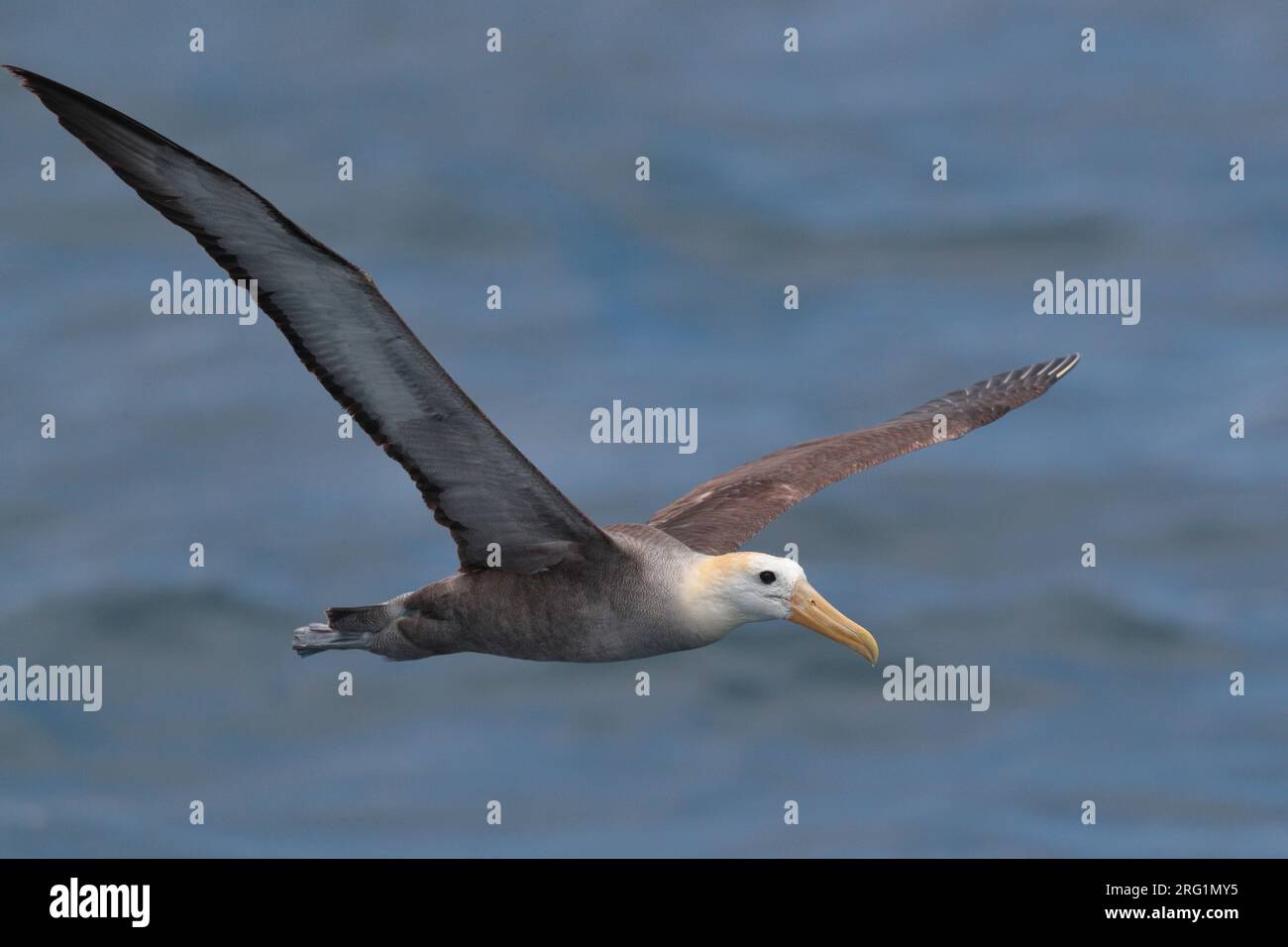 Endemic to humboldt current hi-res stock photography and images - Alamy