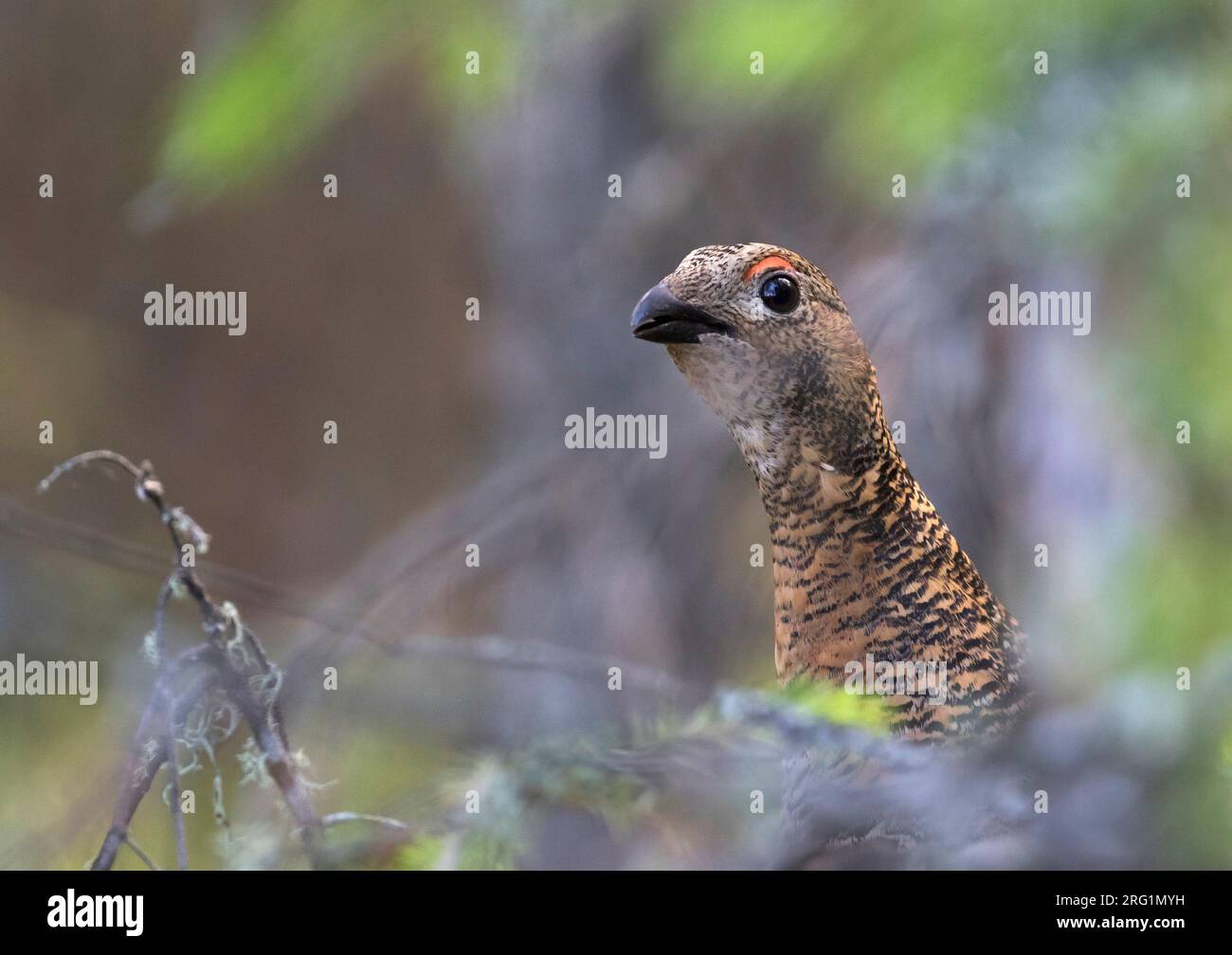 Adult female Black Grouse (Lyrurus tetrix subspecies tetrix) in taiga ...