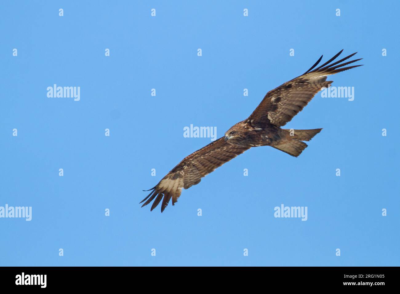 Hybrid (Eastern) Black Kite, Milvus migrans migrans x lineatus ...