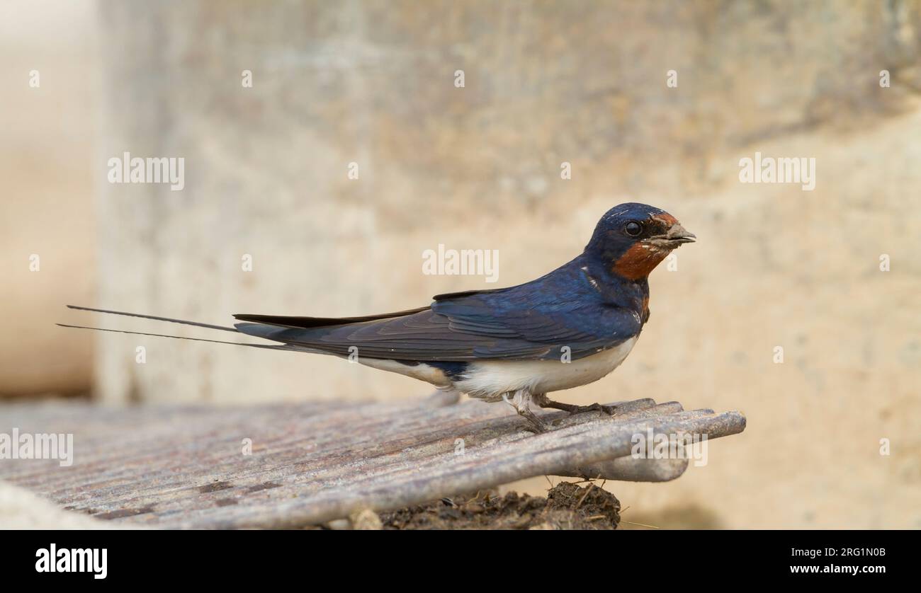 Mud collecting adult Barn Swallow (Hirundo rustica rustica) standing on ...