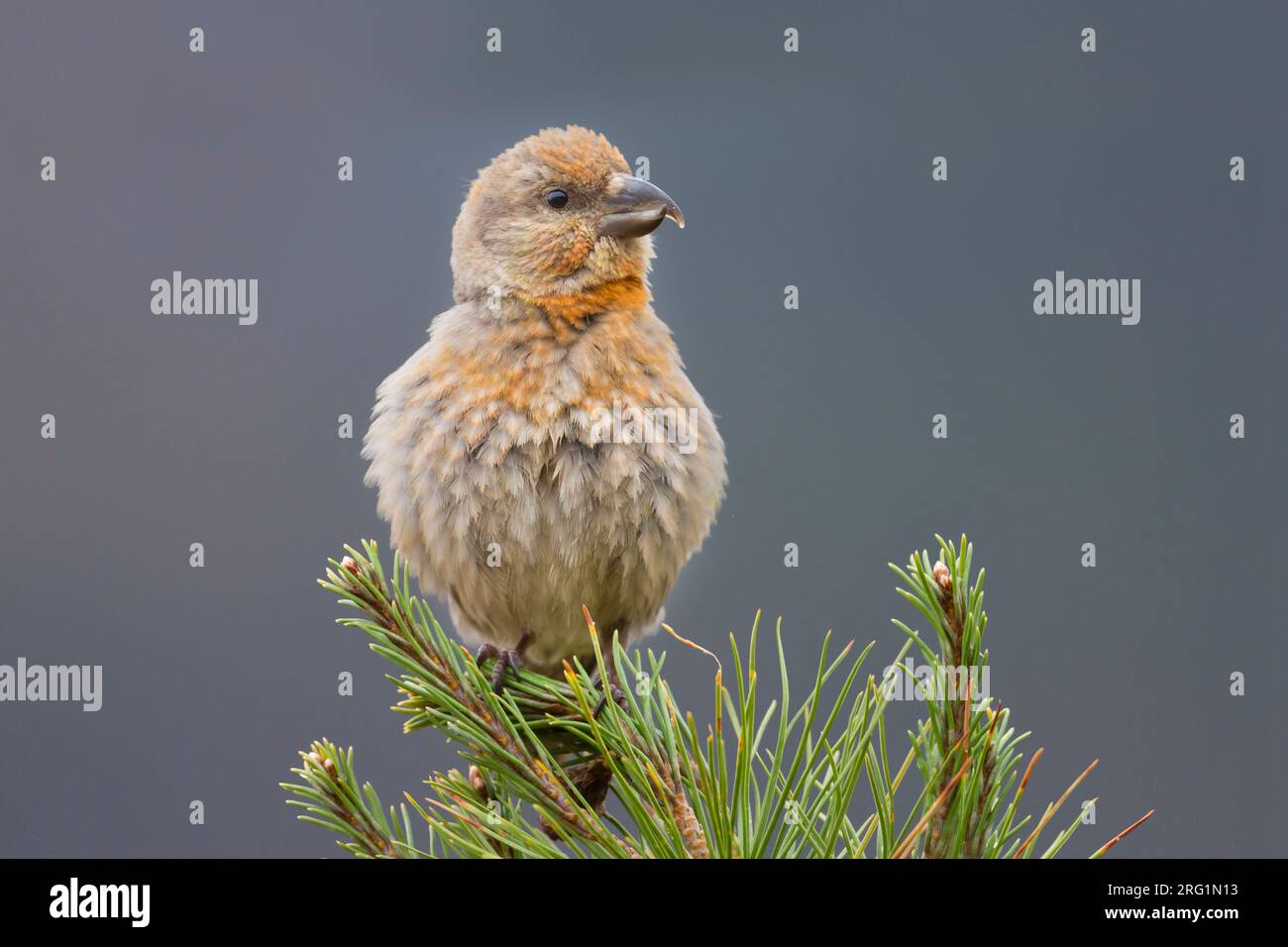 Adult male Common Crossbill (Loxia curvirostra polyogyna) in African ...