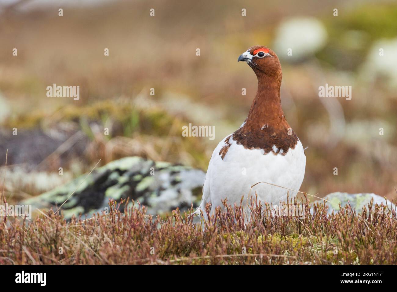 Adult male Willow Grouse (Lagopus lagopus koreni) in the Ural mountains ...