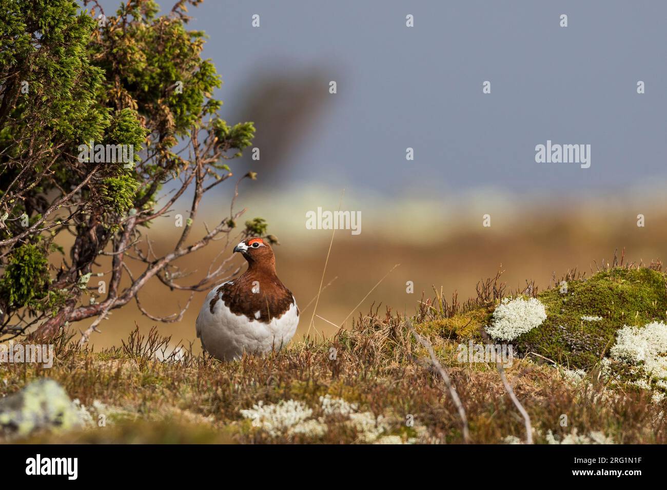 Adult male Willow Grouse (Lagopus lagopus koreni) in the Ural mountains ...