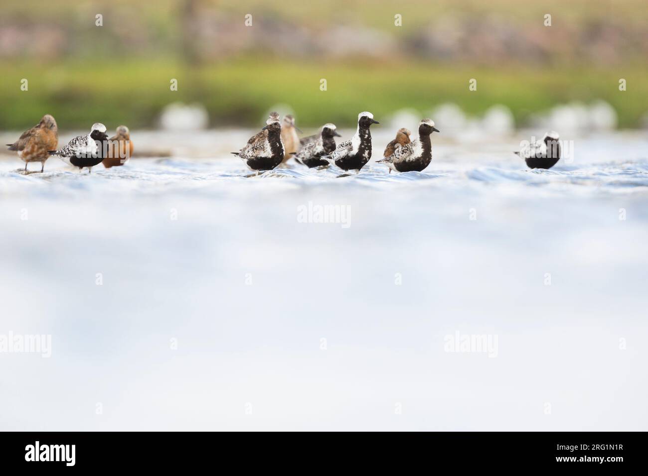 Grey Plovers (Pluvialis sqatarola sqatarola) also known as Black ...