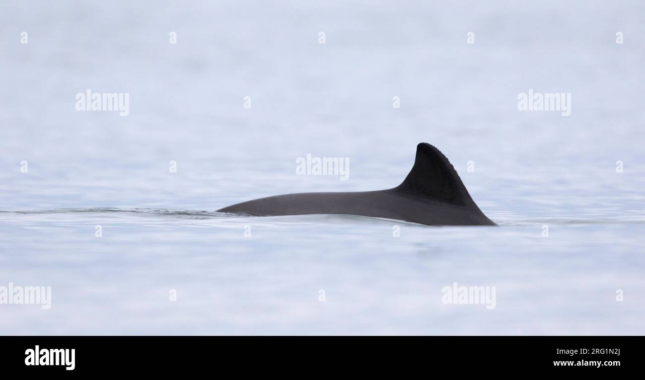 Porpoise Dorsal Fin
