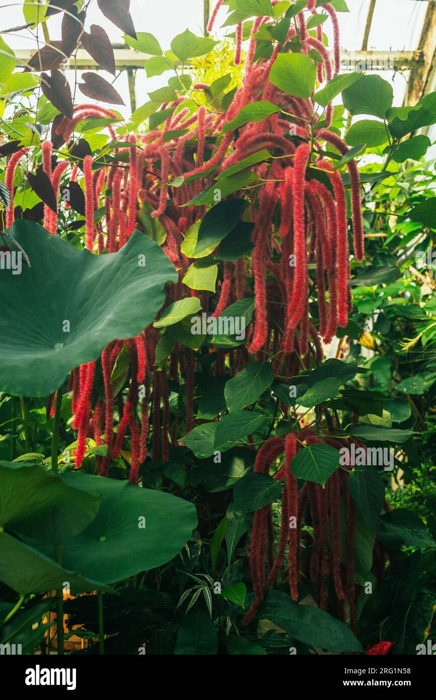 Red hot cat tail plant hi-res stock photography and images - Alamy