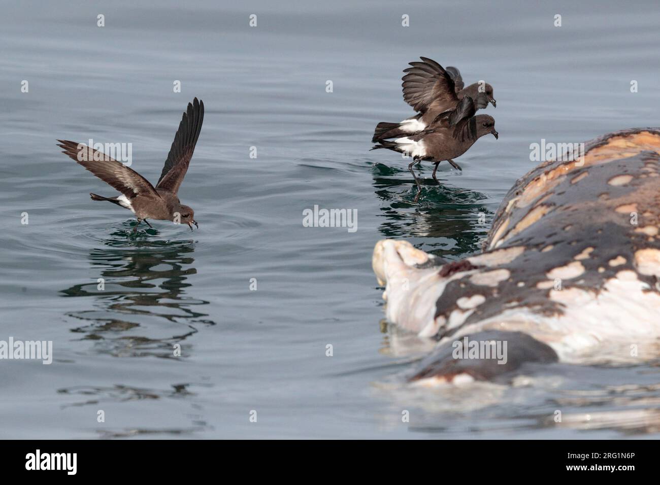 Fuegian storm petrel hi-res stock photography and images - Alamy