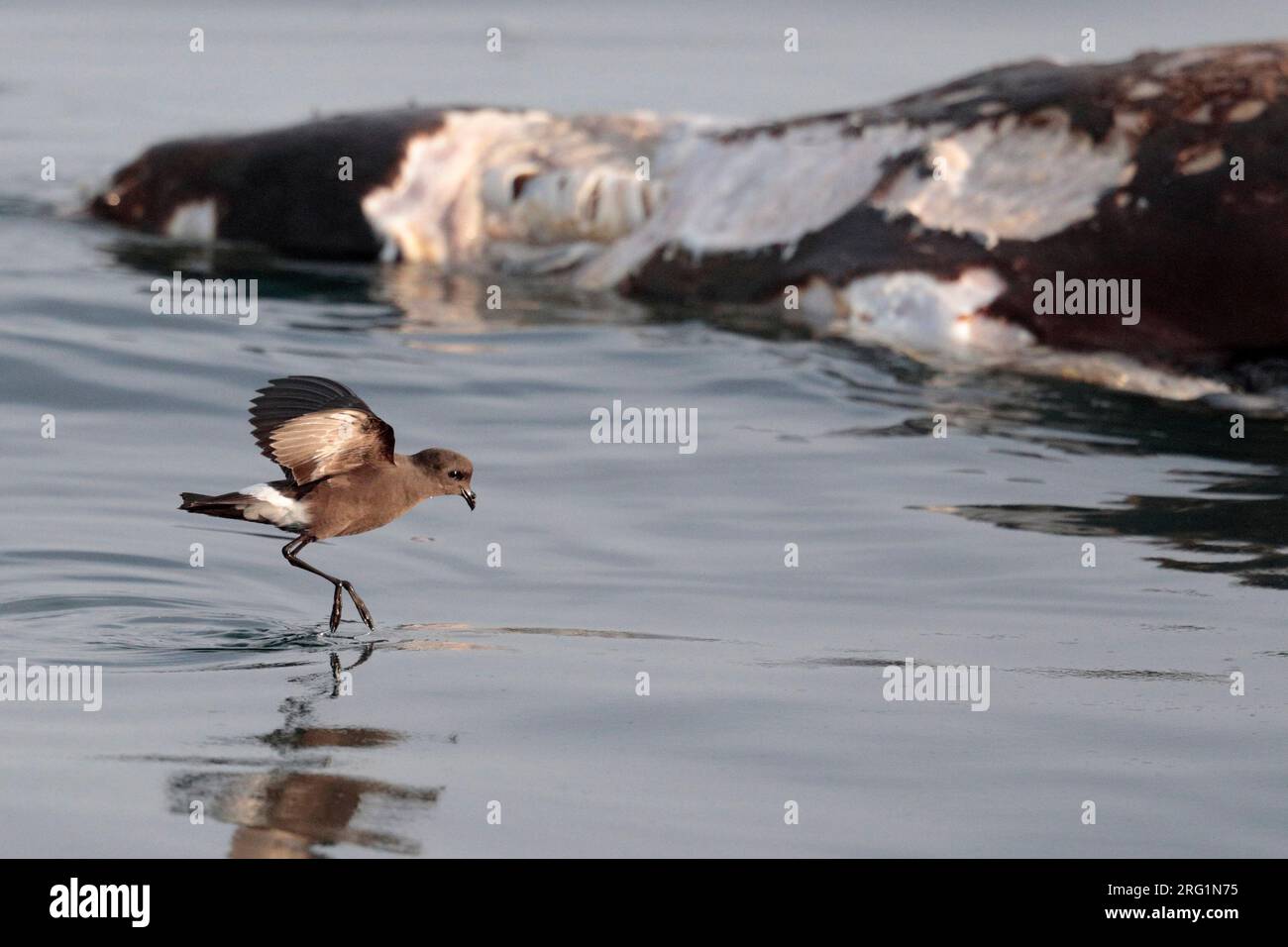 Fuegian storm petrel hi-res stock photography and images - Alamy