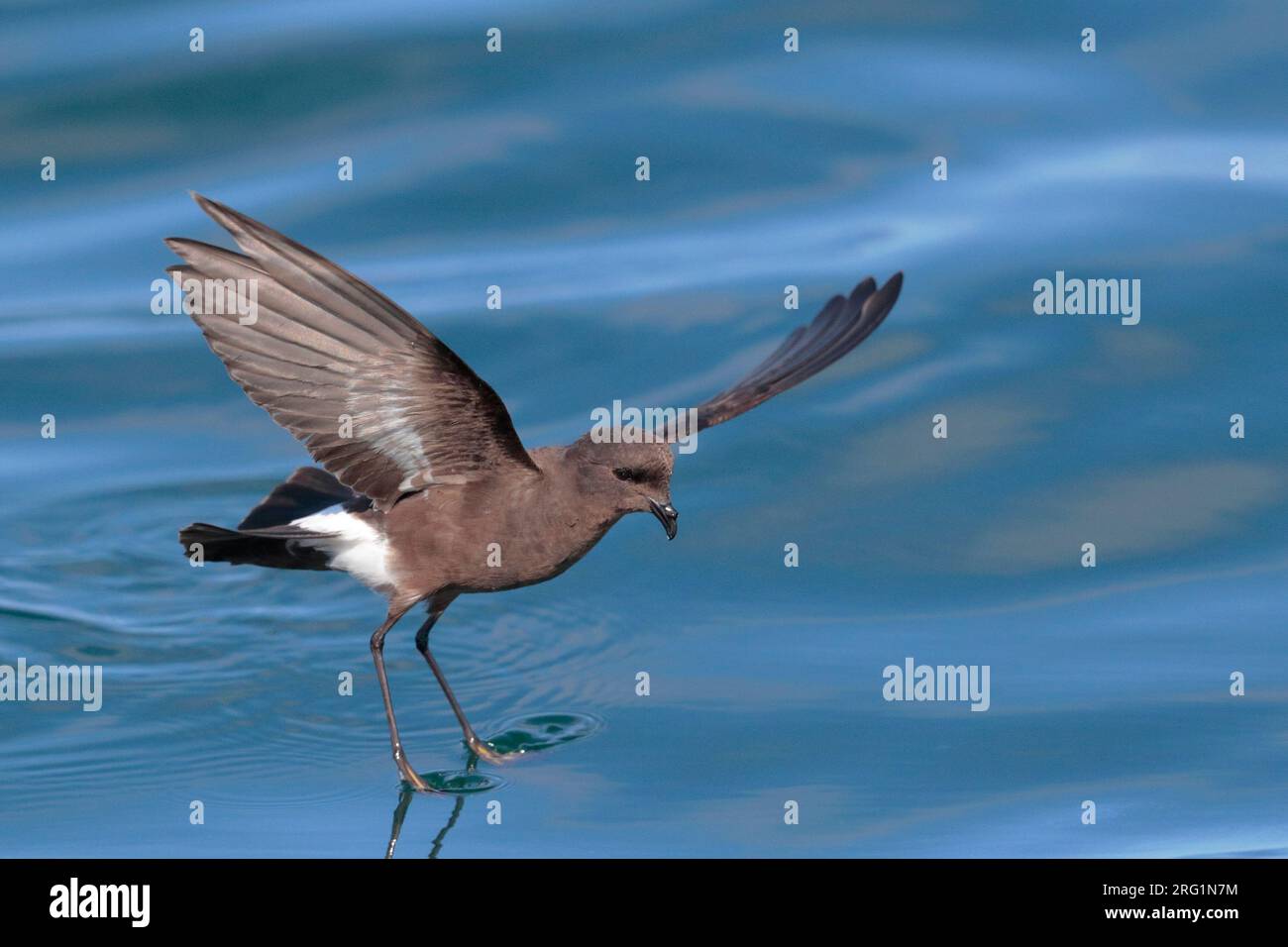 Fuegian storm petrel hi-res stock photography and images - Alamy