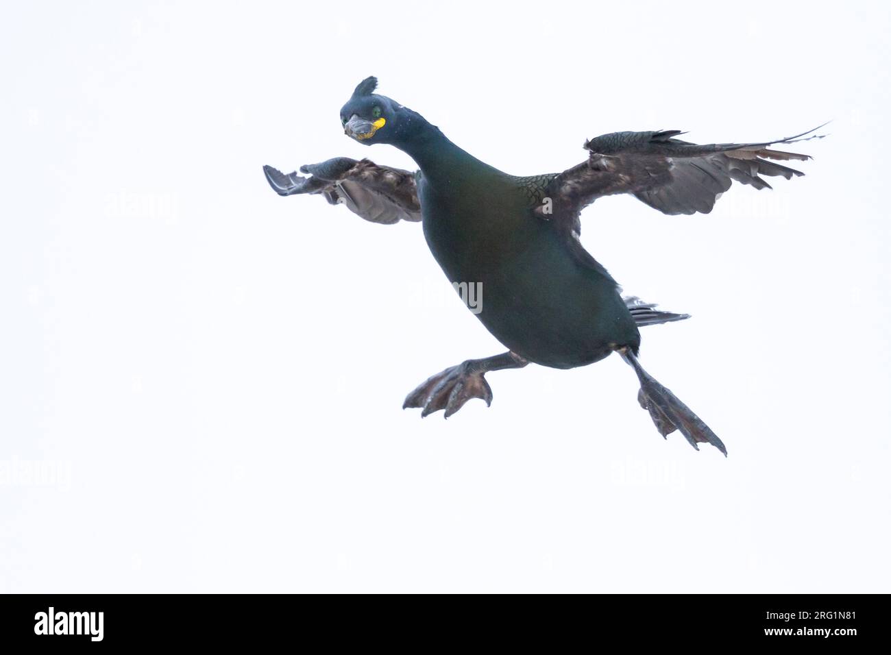 Bird in flight during Cut Out Stock Images & Pictures - Alamy