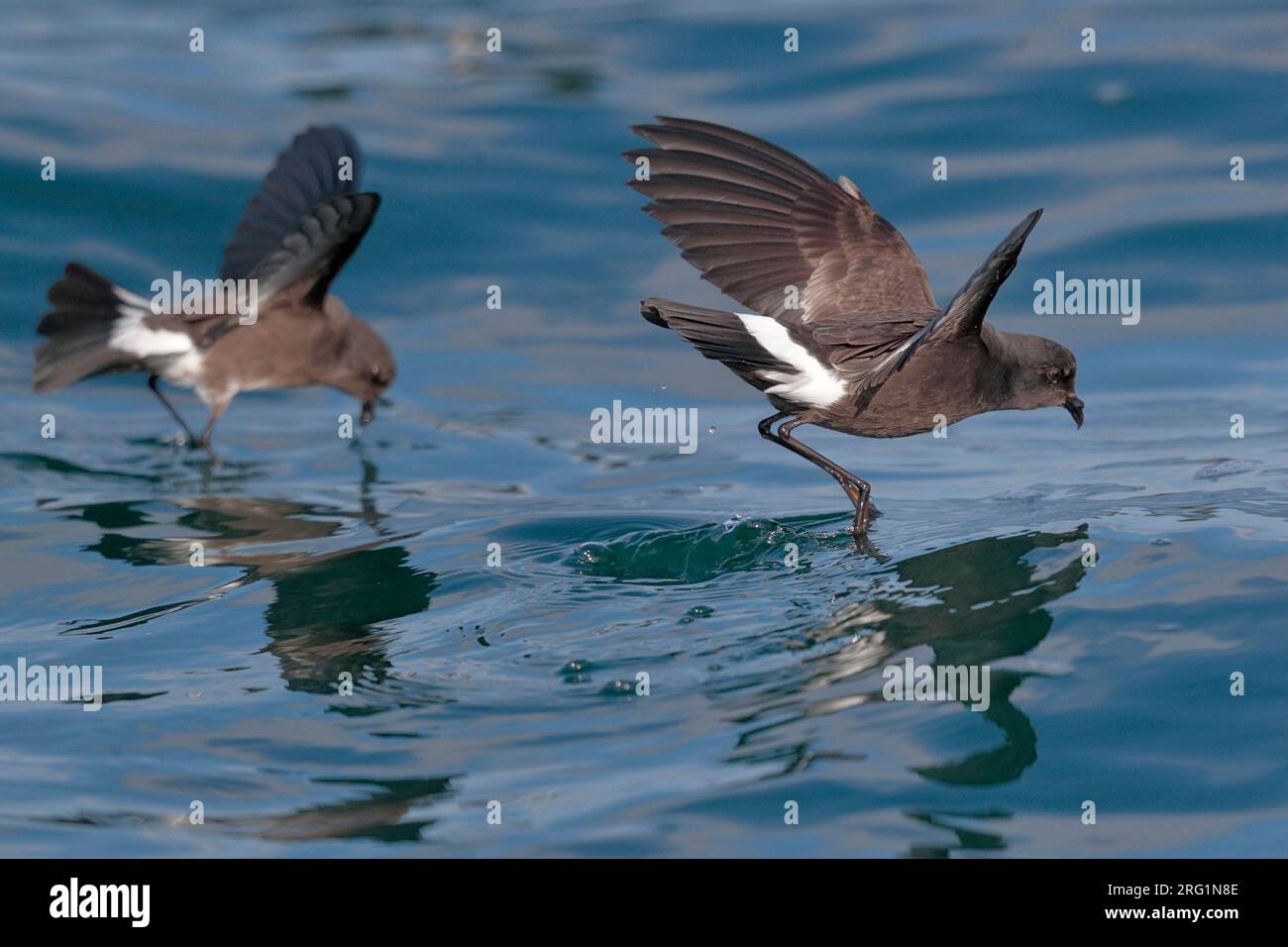 Oceanites chilensis hi-res stock photography and images - Alamy